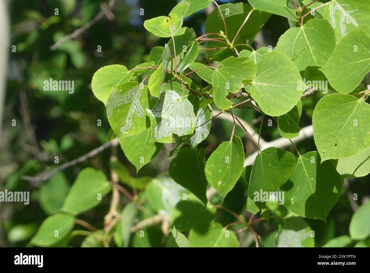 Aspen Serpentine Leafminer Moth (Phyllocnistis populiella Stock Photo ...