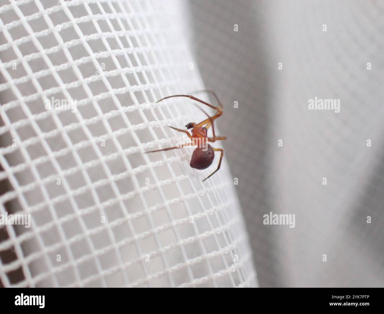 Typical Spiders (Araneomorphae Stock Photo - Alamy