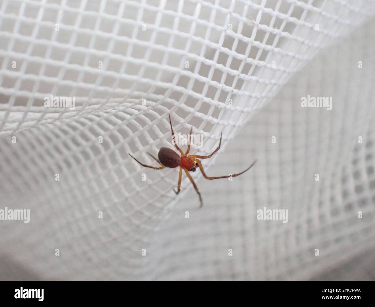 Typical Spiders (Araneomorphae Stock Photo - Alamy