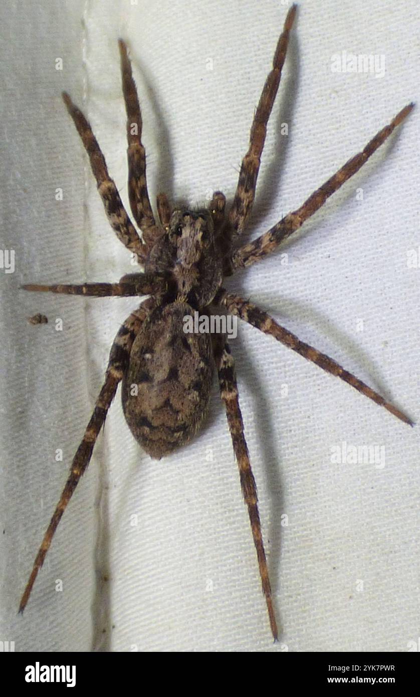 Georgia Wolf Spider (Tigrosa georgicola Stock Photo - Alamy