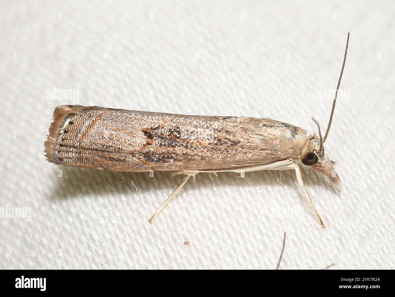 Bluegrass Webworm Moth (Parapediasia teterrellus Stock Photo - Alamy