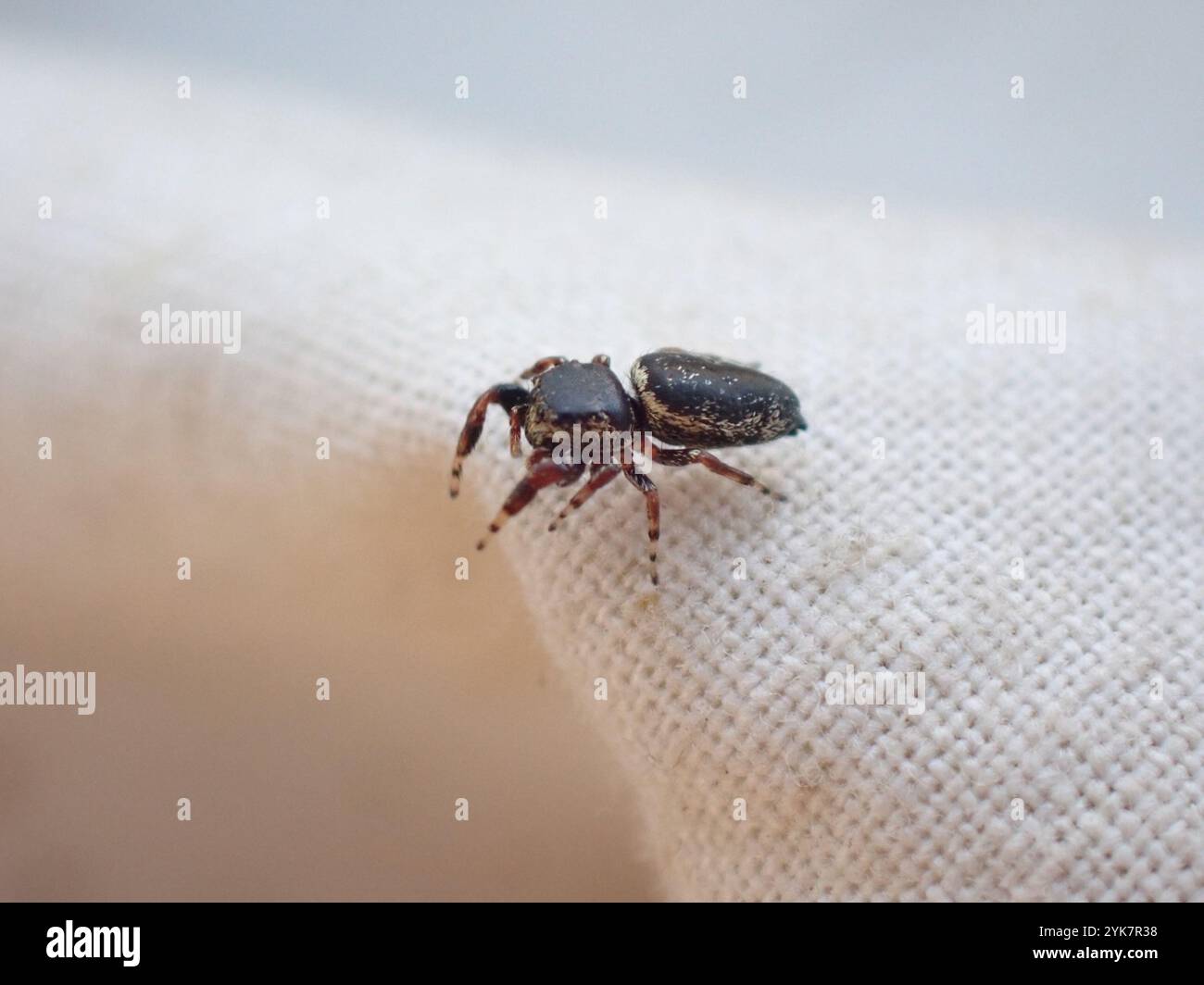 Leaf-beetle Jumping Spiders (Sassacus Stock Photo - Alamy