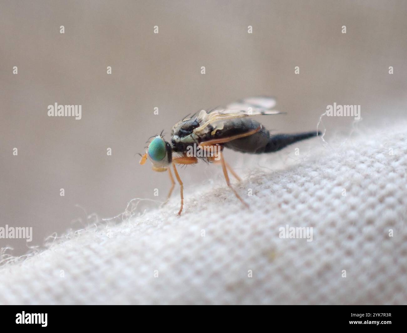 Knapweed Gall Fly (Urophora affinis Stock Photo - Alamy