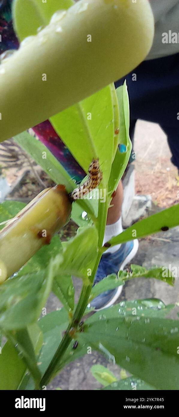 Ornate Bella Moth (Utetheisa ornatrix Stock Photo - Alamy