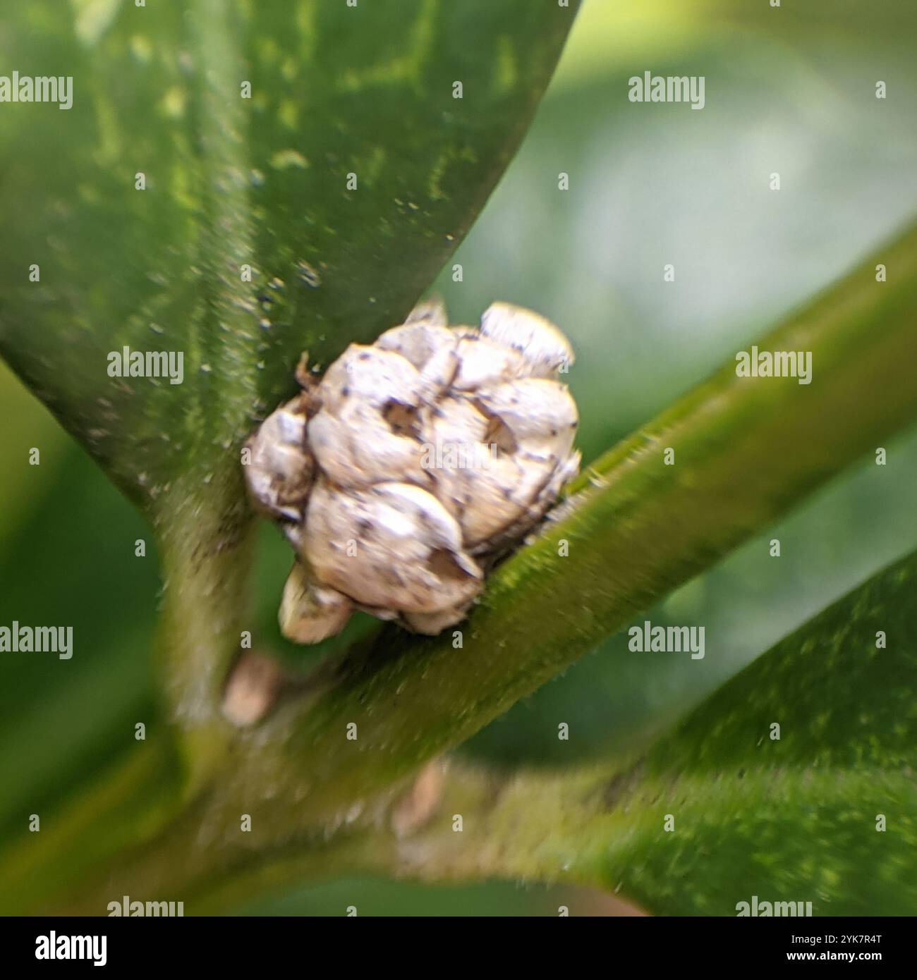 Wax Scales (Ceroplastes Stock Photo - Alamy