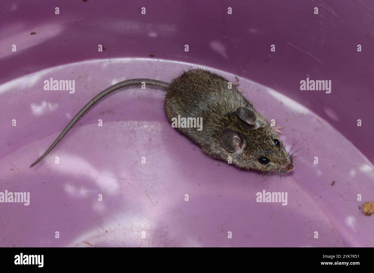 Natal Multimammate Mouse (Mastomys natalensis Stock Photo - Alamy