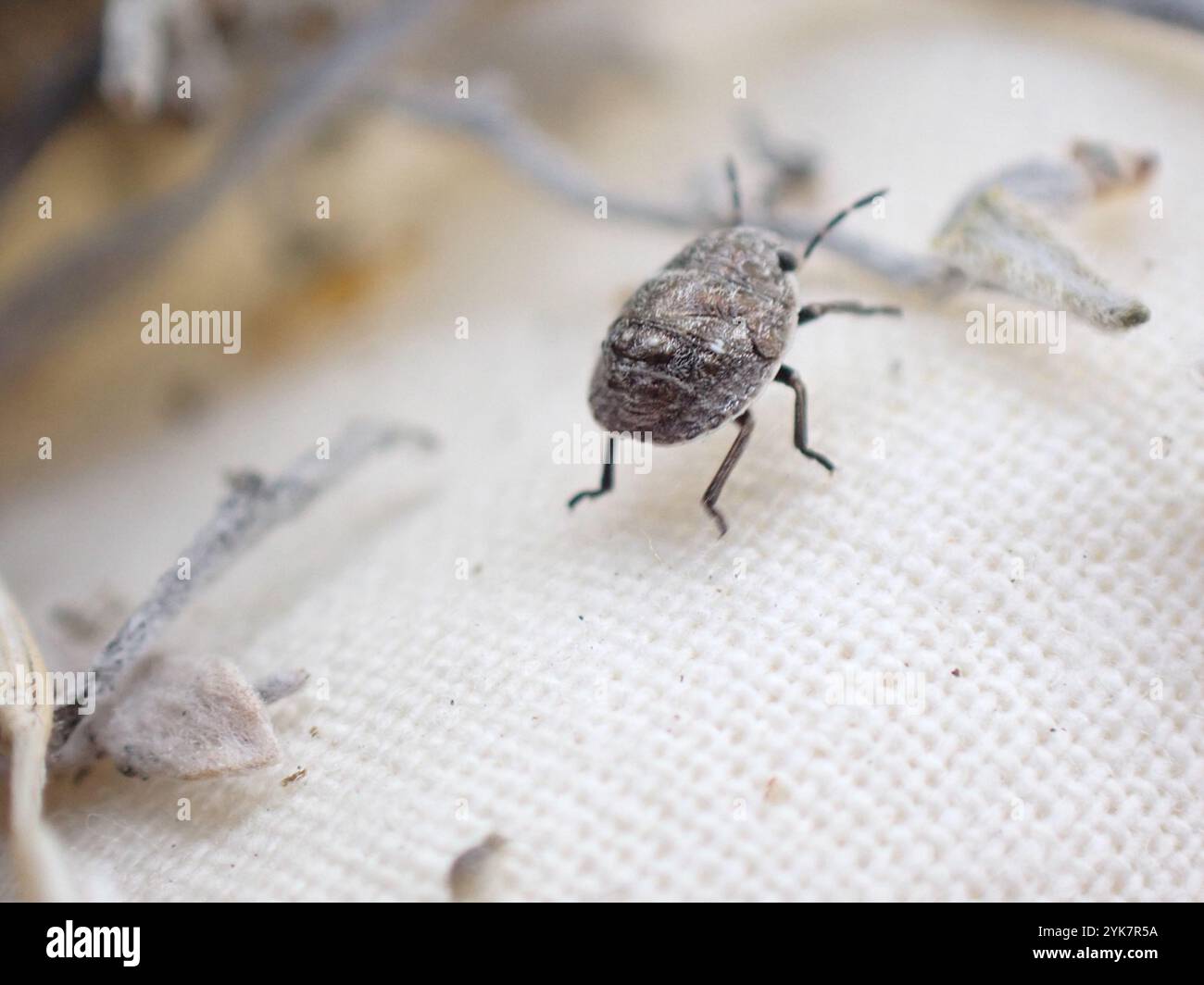 Stink Bugs, Shield Bugs, and Allies (Pentatomoidea Stock Photo - Alamy