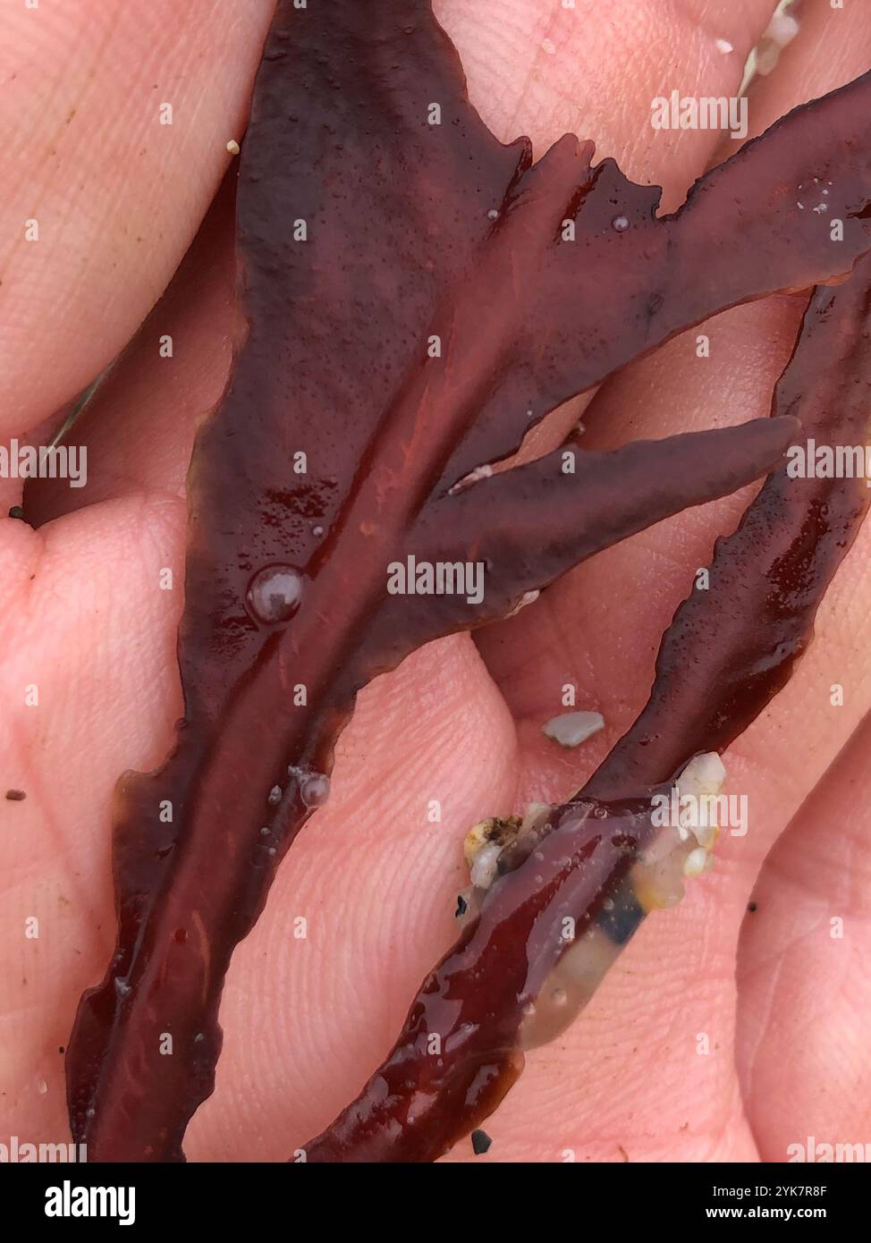 red sea leaf (Erythrophyllum delesserioides Stock Photo - Alamy