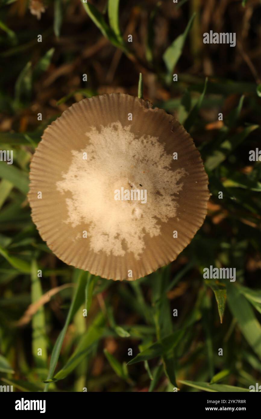 Pale Brittlestem (Candolleomyces candolleanus Stock Photo - Alamy