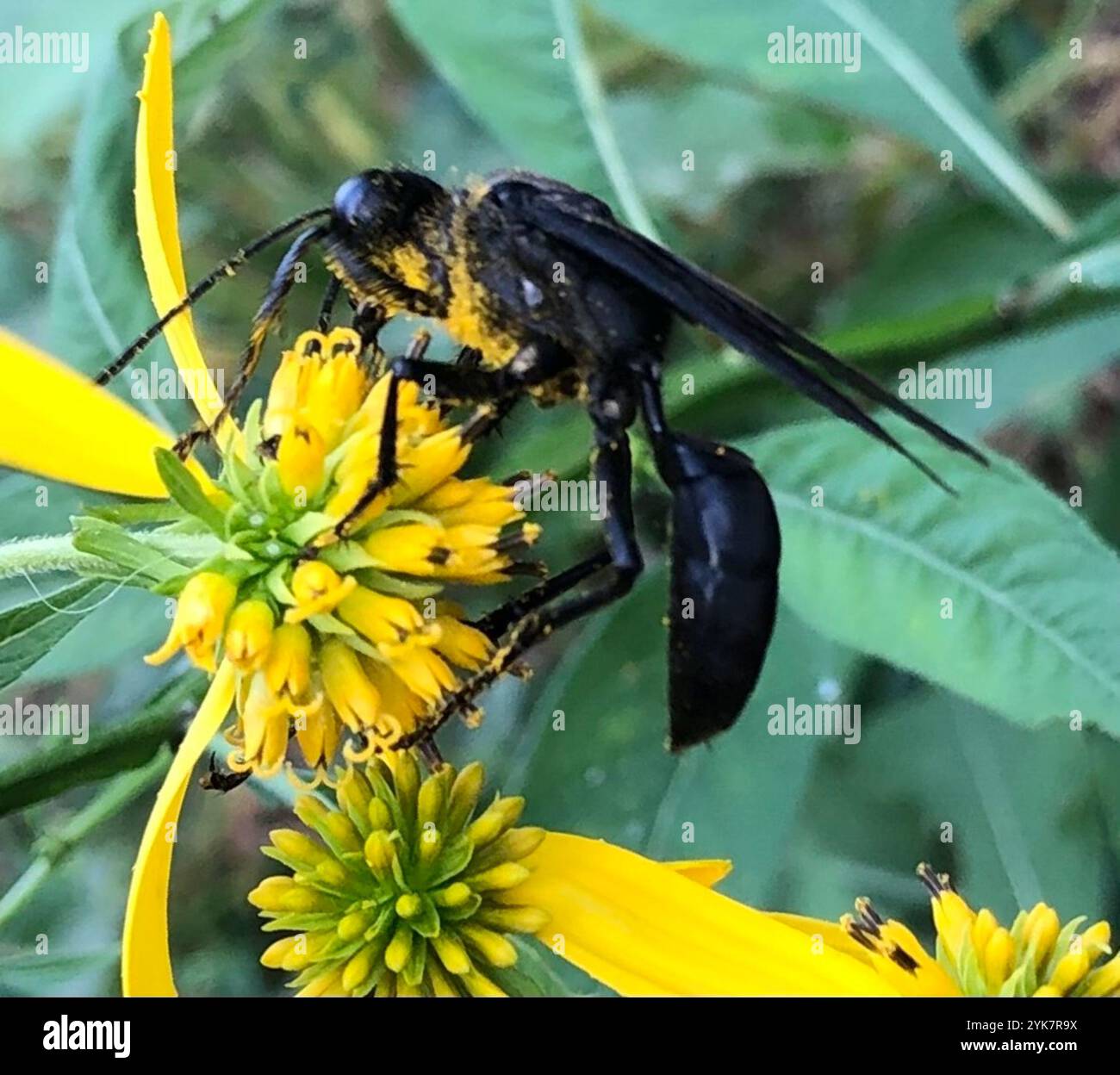 Great Black Digger Wasp (Sphex pensylvanicus Stock Photo - Alamy
