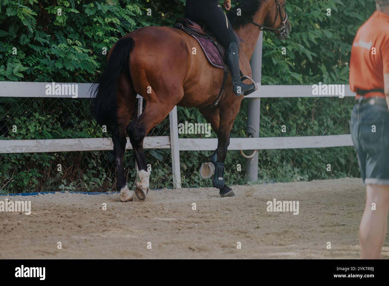 Horse riding practice in green outdoor training arena Stock Photo - Alamy