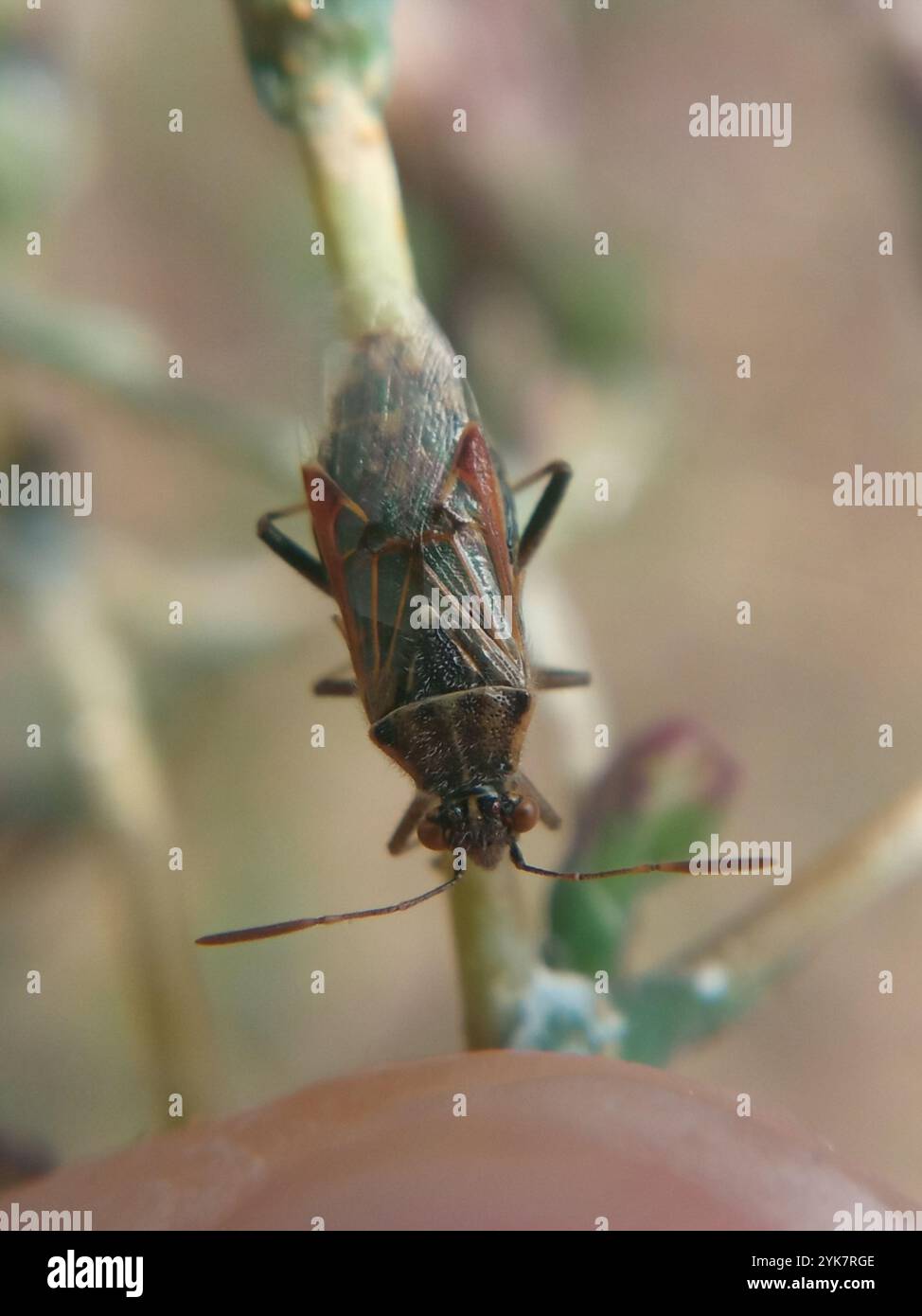 Hyaline Grass Bug (Liorhyssus hyalinus Stock Photo - Alamy
