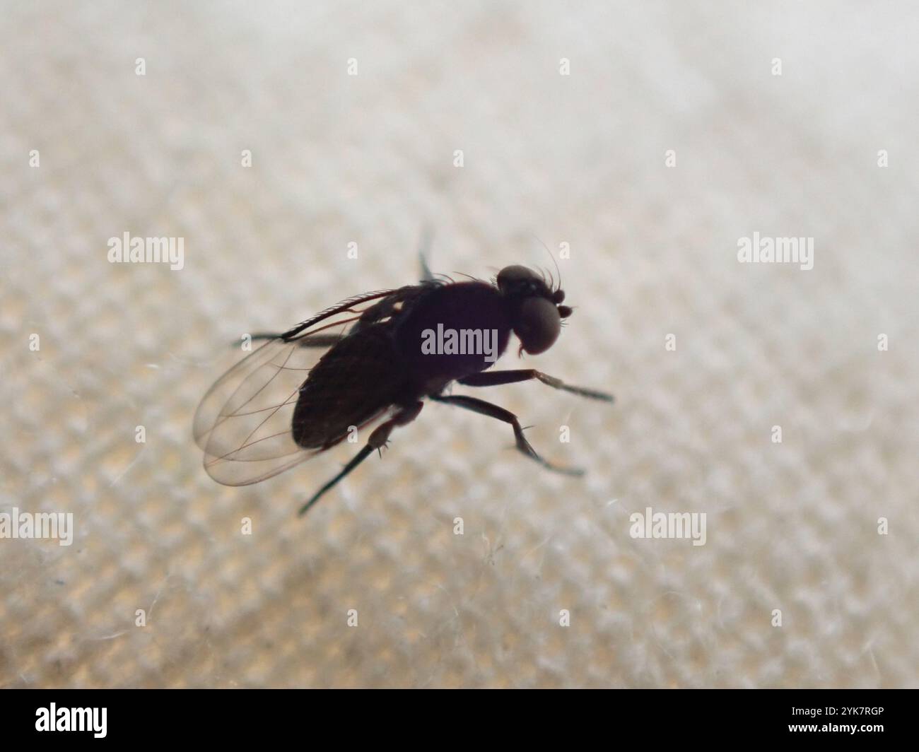 Phoridae hi-res stock photography and images - Alamy