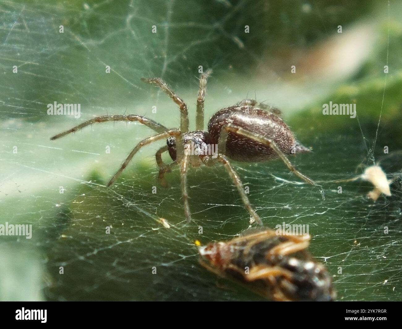Labyrinth spider (Agelena labyrinthica Stock Photo - Alamy
