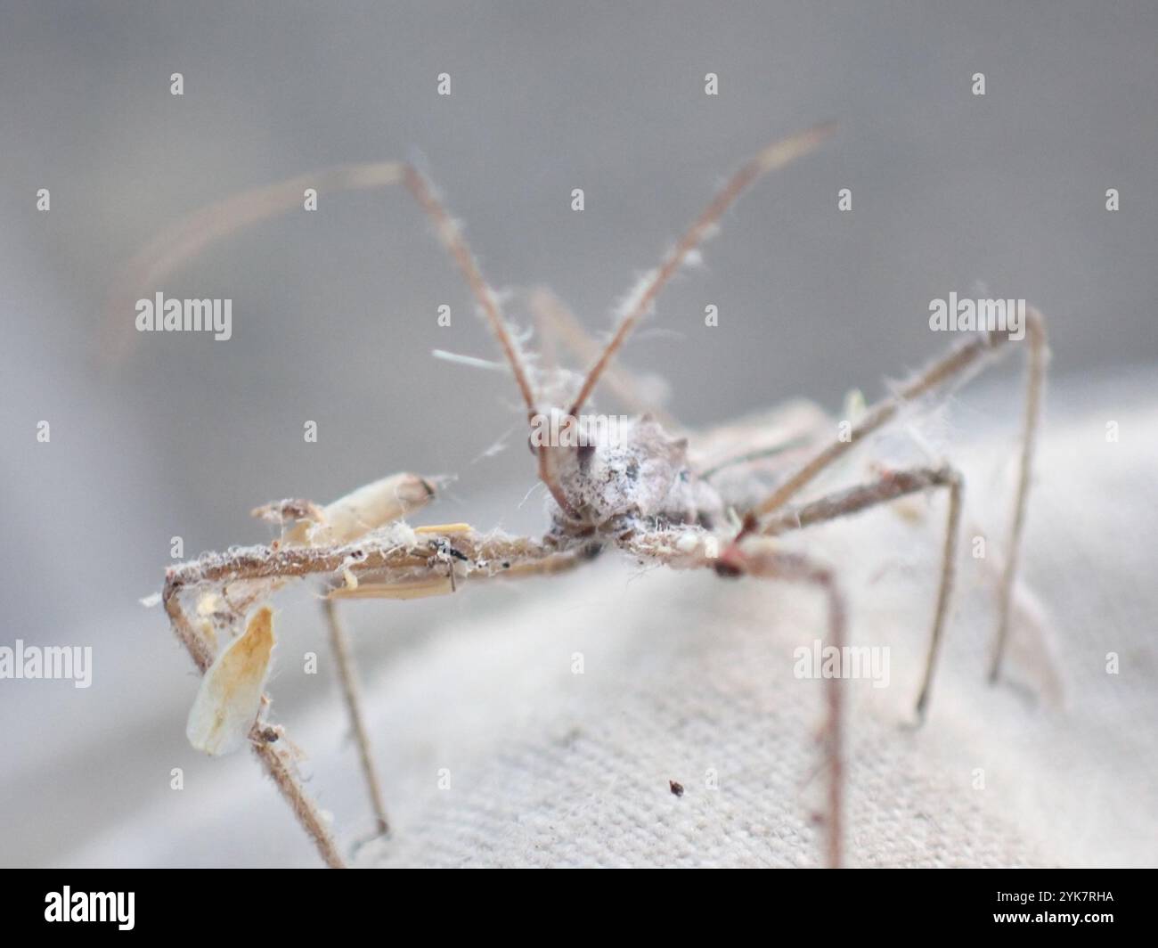 Four-spurred Assassin Bug (Zelus tetracanthus Stock Photo - Alamy Four-spurred Assassin Bug (Zelus tetracanthus Stock Photo - Alamy
