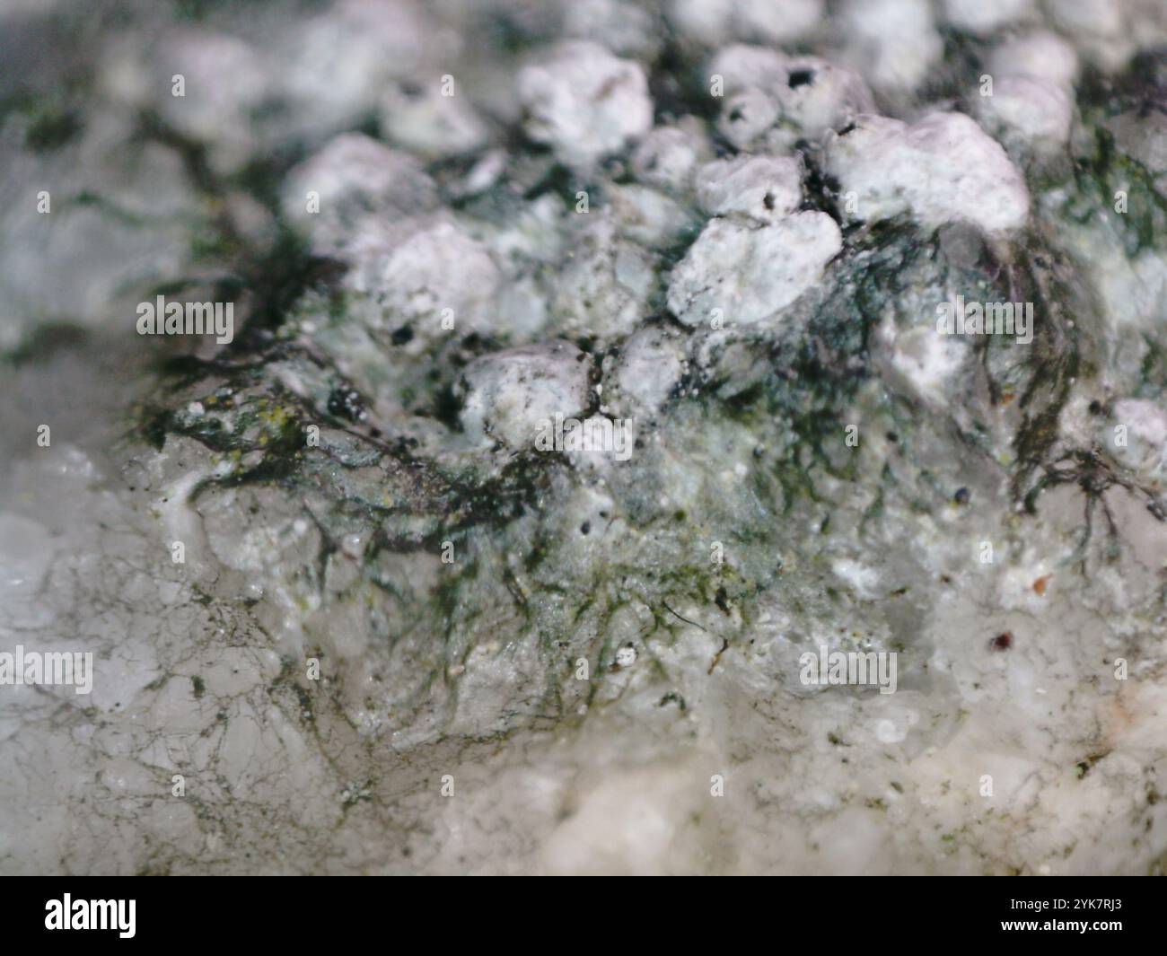 wart lichens, water lichens, and allies (Pertusariales Stock Photo - Alamy