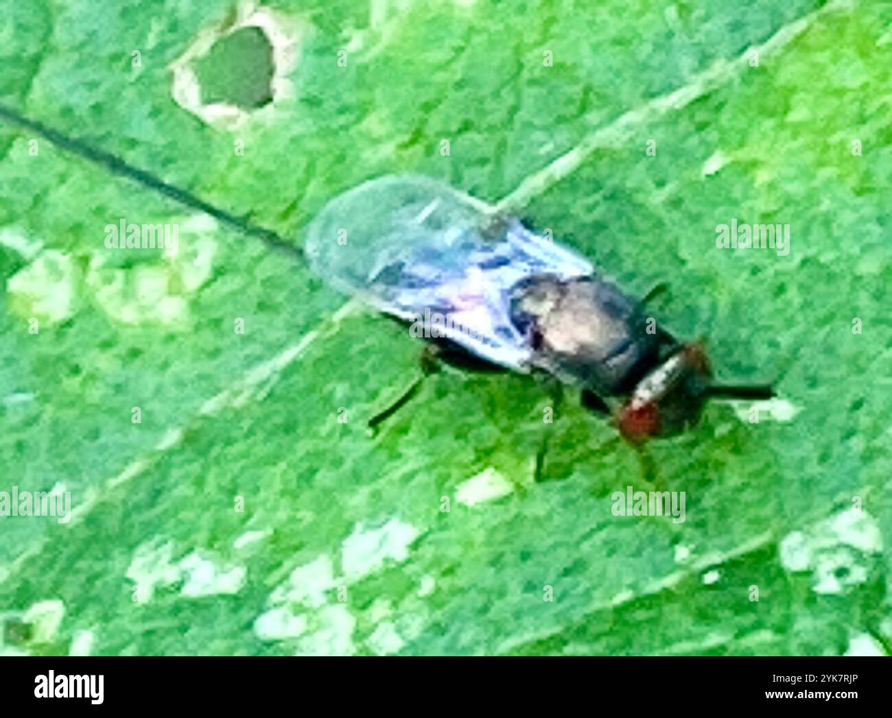 Chalcidoid Wasps (Chalcidoidea Stock Photo - Alamy