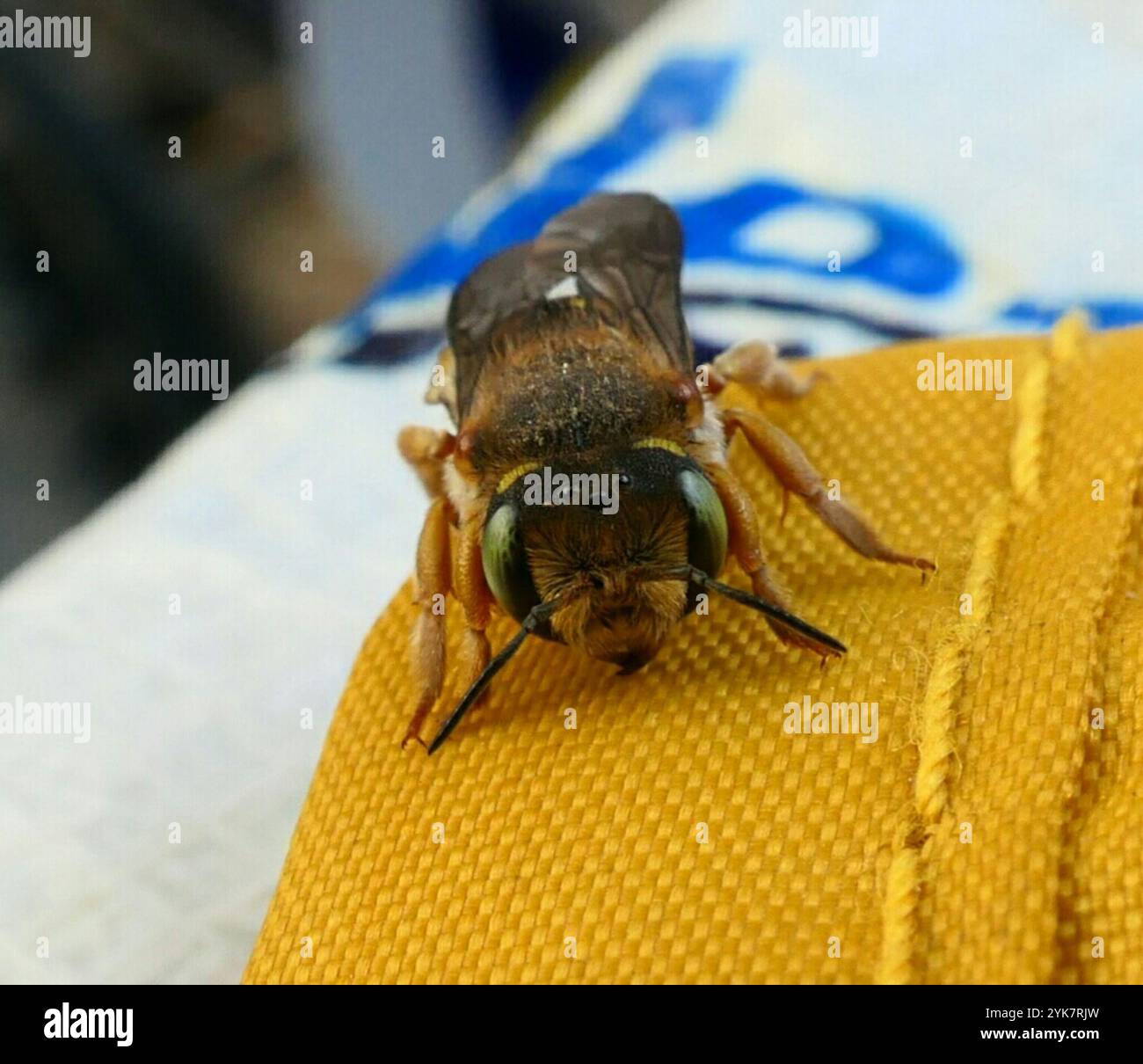 Anthidium oblongatum hi-res stock photography and images - Alamy