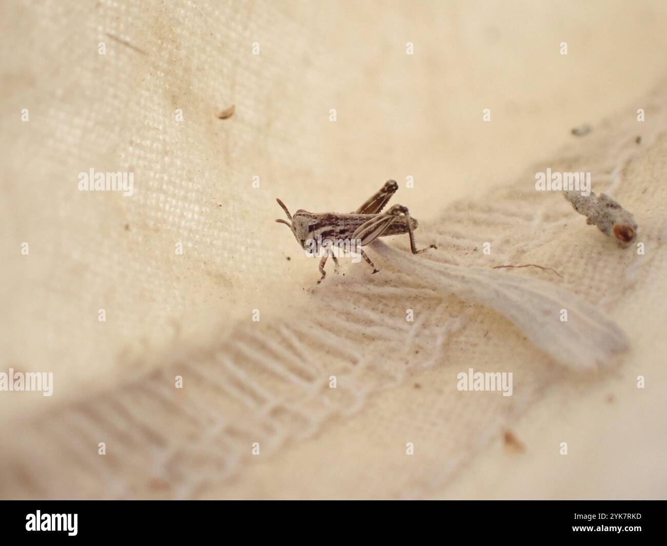 Spur-throated Grasshoppers (Melanoplinae Stock Photo - Alamy
