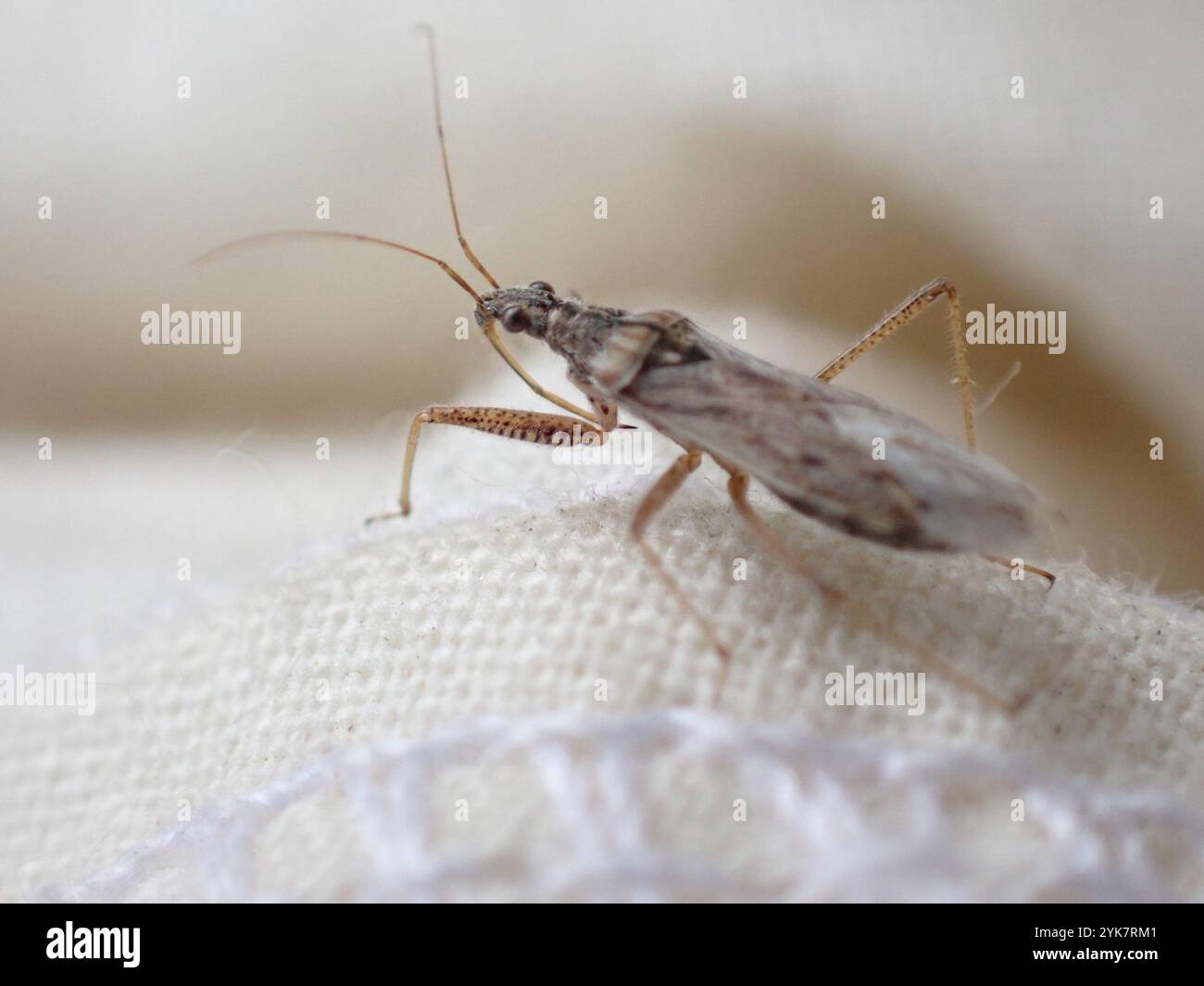 Common Damsel Bug (Nabis americoferus Stock Photo - Alamy