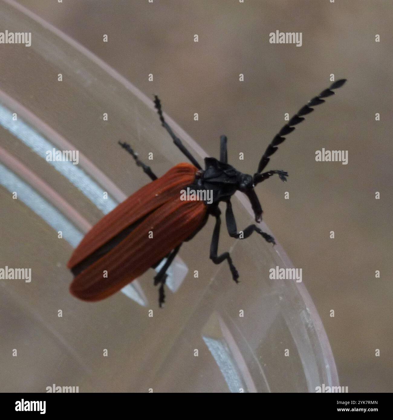 Long-nosed Lycid Beetle (Porrostoma rhipidium Stock Photo - Alamy