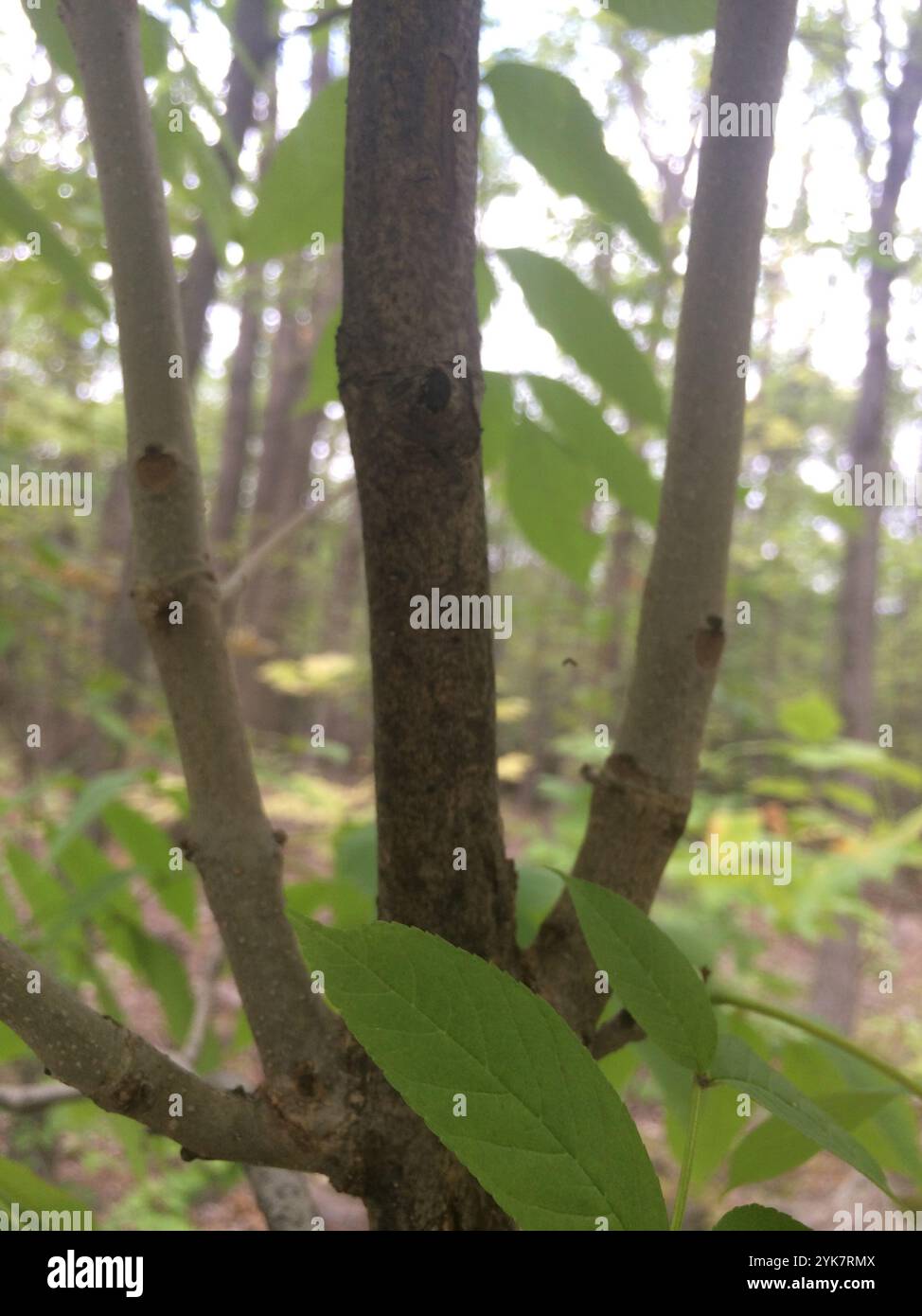 Black ash fraxinus nigra hi-res stock photography and images - Alamy
