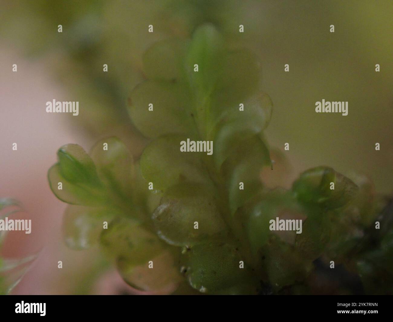 Square-leaved Crestwort (Chiloscyphus polyanthos Stock Photo - Alamy