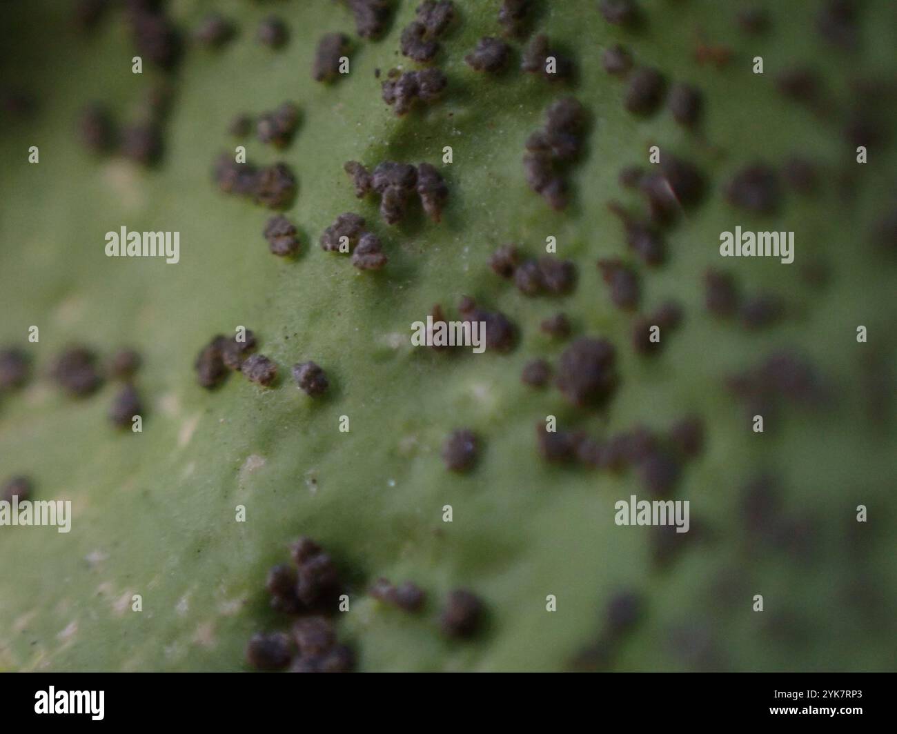 flaky freckle pelt lichen (Peltigera britannica Stock Photo - Alamy