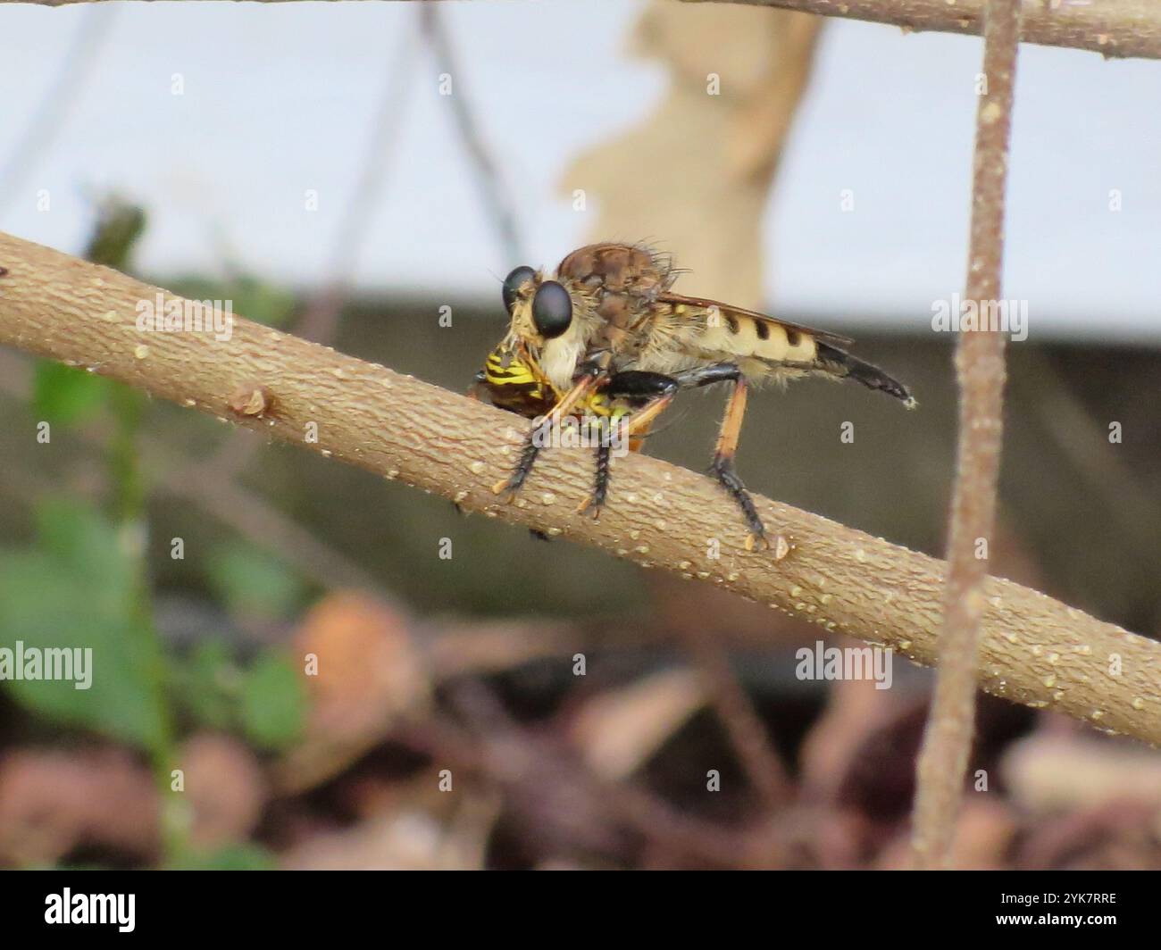 Red-footed Cannibal Fly (Promachus rufipes Stock Photo - Alamy