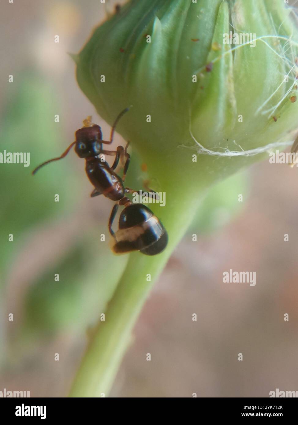 Colobopsis ant hi-res stock photography and images - Alamy