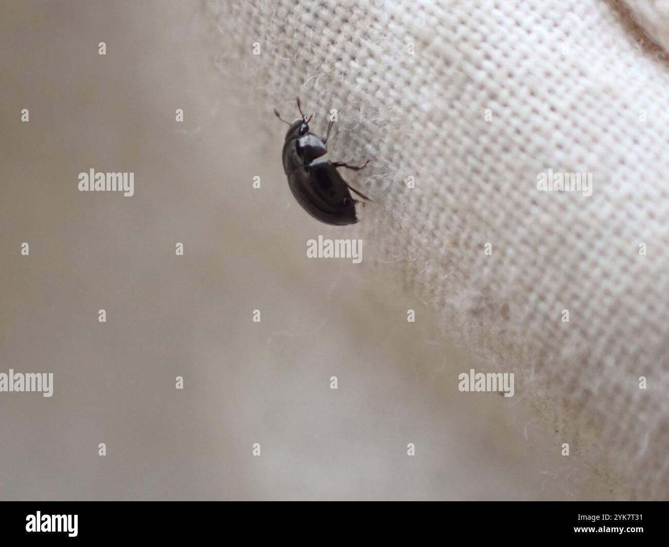 Round Fungus Beetles (Leiodidae Stock Photo - Alamy