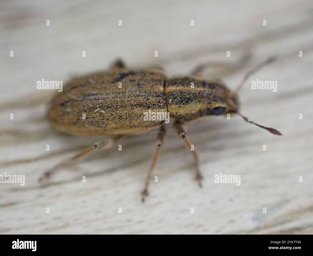 Sitona lineatus hi-res stock photography and images - Alamy