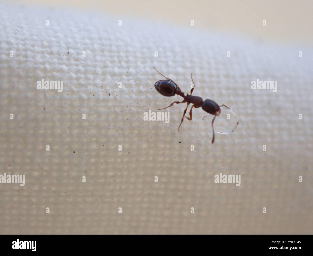 Acorn Ants and Allies (Temnothorax Stock Photo - Alamy