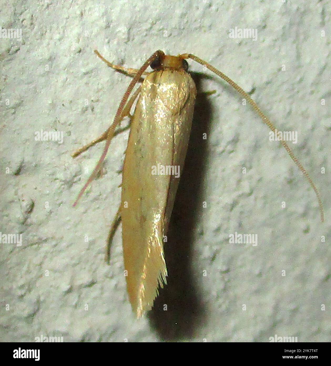 Fungus Moths, Clothes Moths, & Allies (Tineidae Stock Photo - Alamy