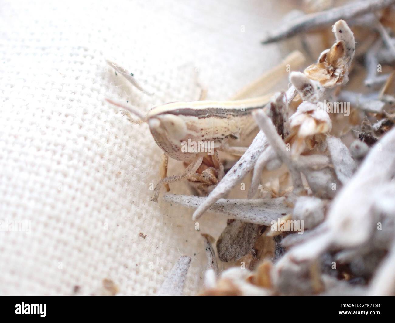 Striped Slant-faced Grasshopper (Amphitornus coloradus Stock Photo - Alamy
