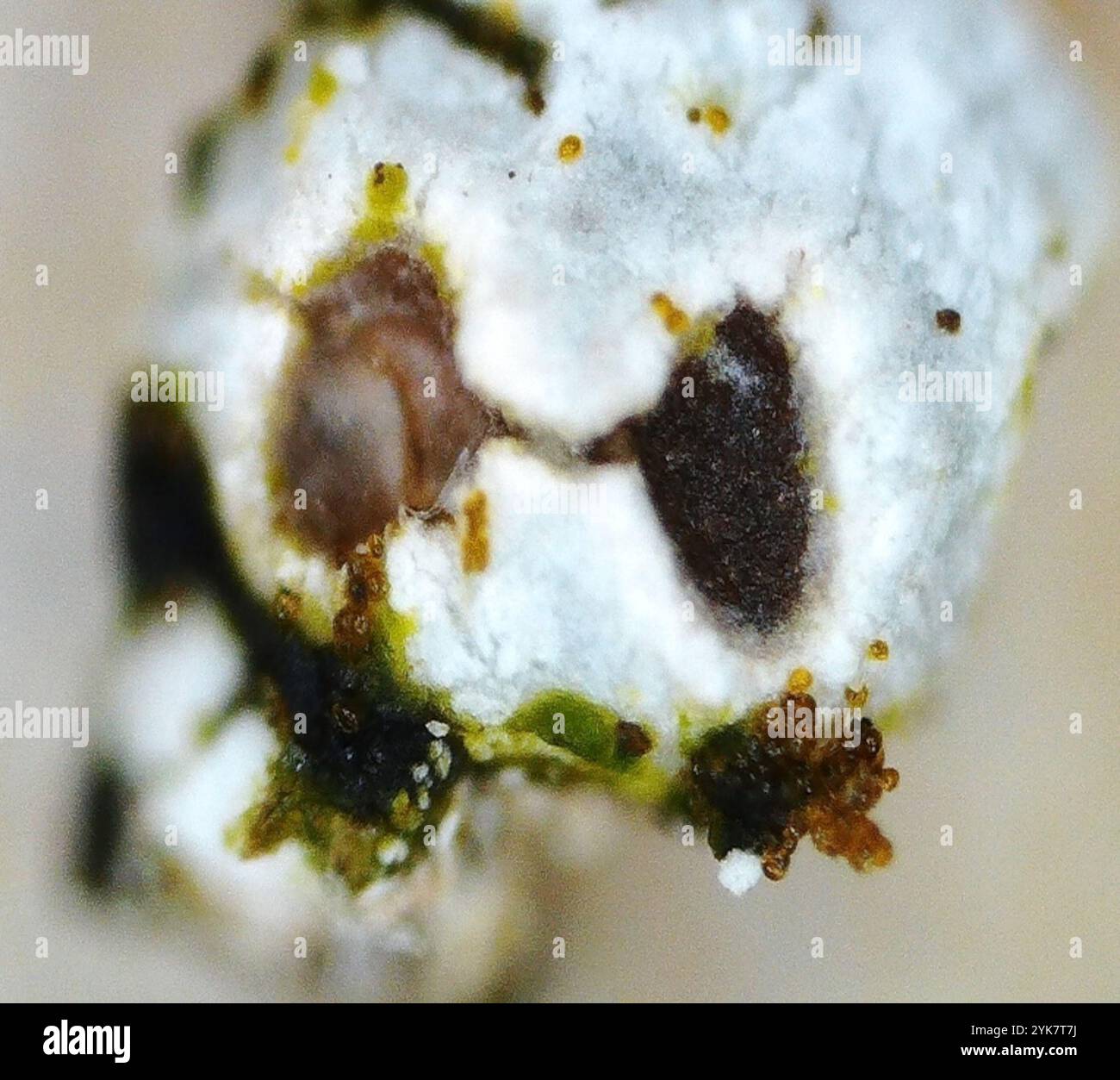 wart lichens, script lichens, and allies (Ostropomycetidae Stock Photo ...