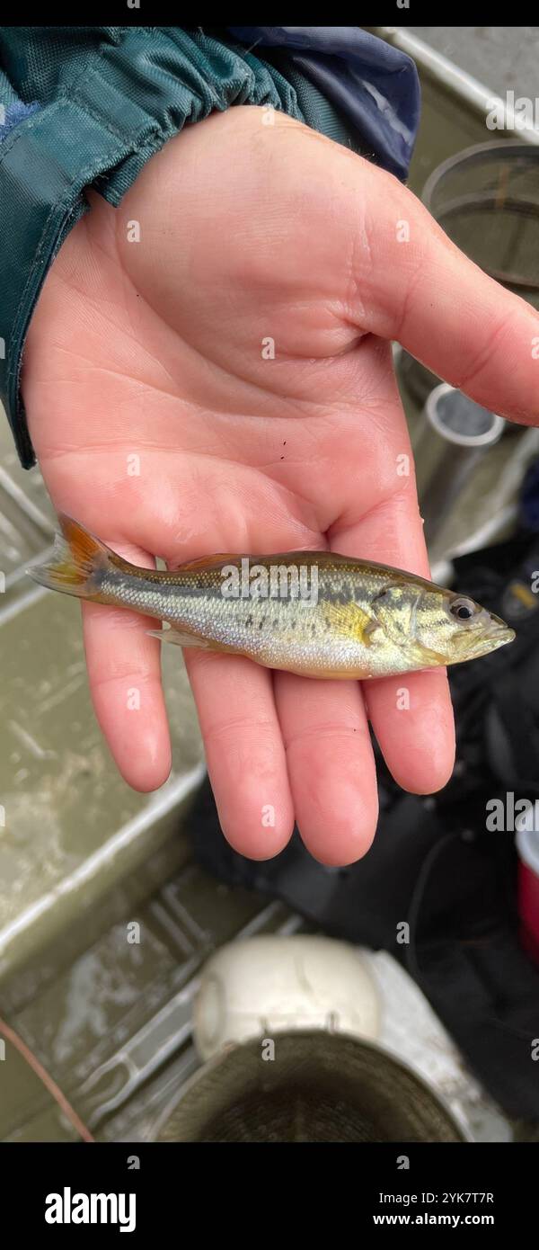 Largemouth Bass (Micropterus nigricans Stock Photo - Alamy
