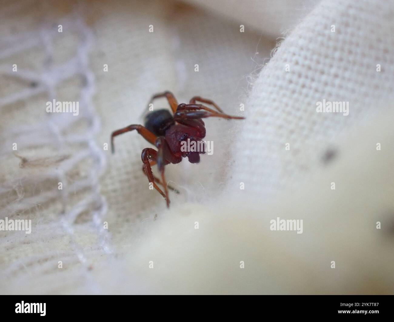 Two-spotted Cobweb Spider (Asagena americana Stock Photo - Alamy