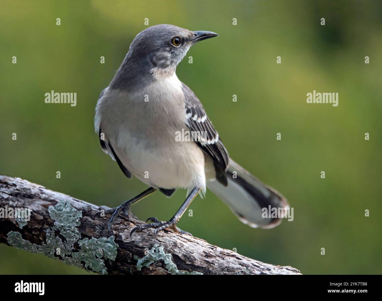Northern mockingbird flight hi-res stock photography and images - Alamy