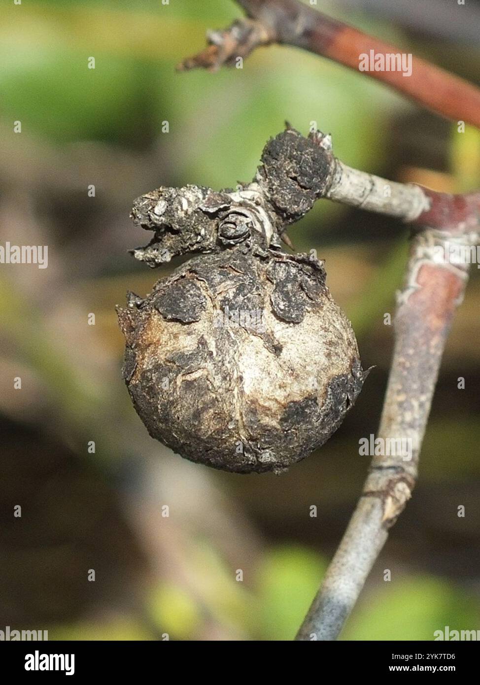 Rose gall wasps hi-res stock photography and images - Alamy