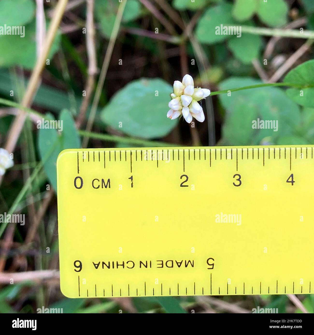 arrow-leaved tearthumb (Persicaria sagittata Stock Photo - Alamy