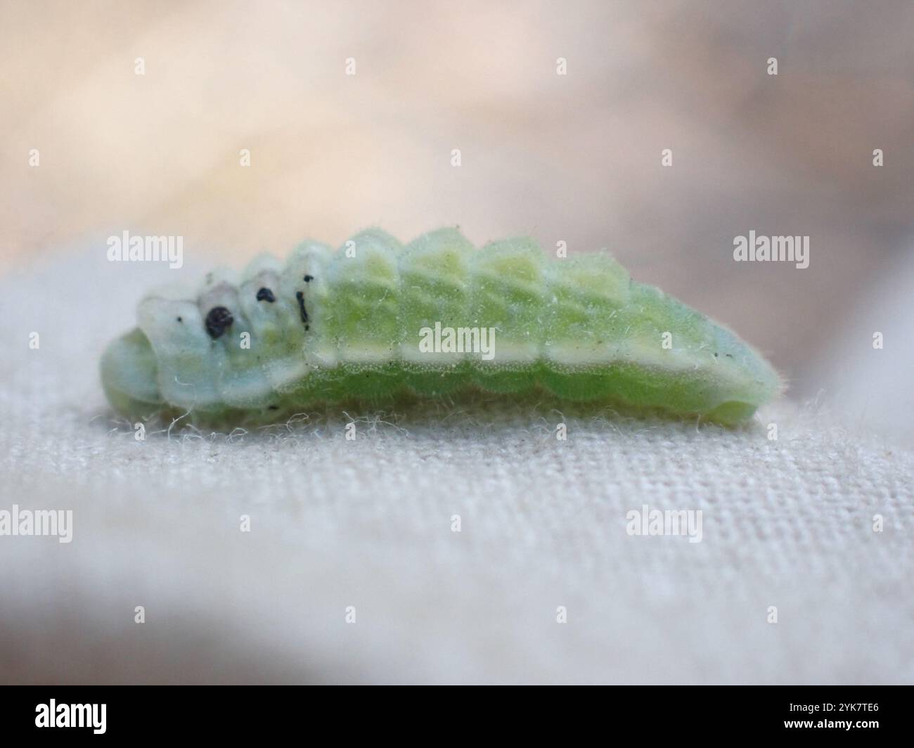 Gossamer-winged Butterflies (Lycaenidae Stock Photo - Alamy
