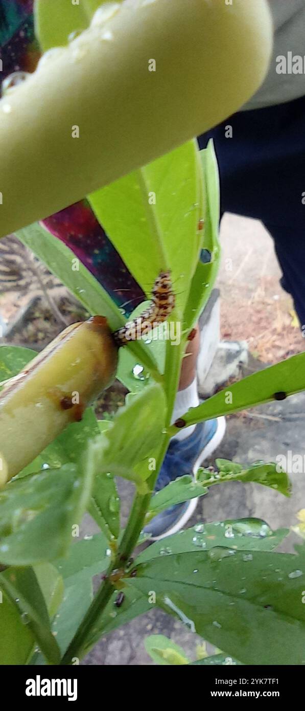 Ornate Bella Moth (Utetheisa ornatrix Stock Photo - Alamy