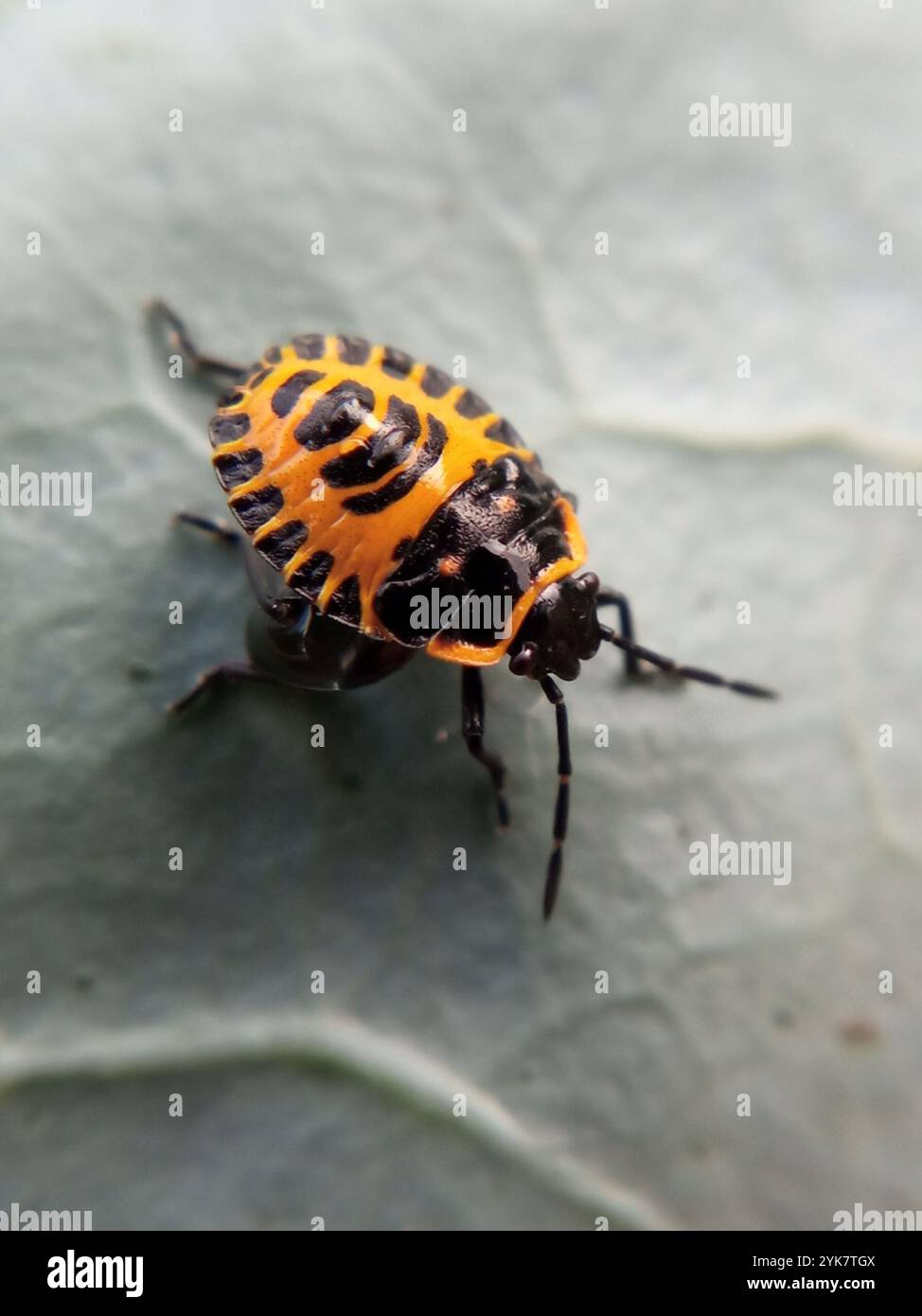 cruciferous bug (Eurydema ventralis Stock Photo - Alamy