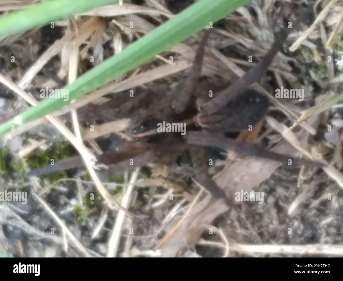 Wetland Giant Wolf Spider (Tigrosa helluo Stock Photo - Alamy
