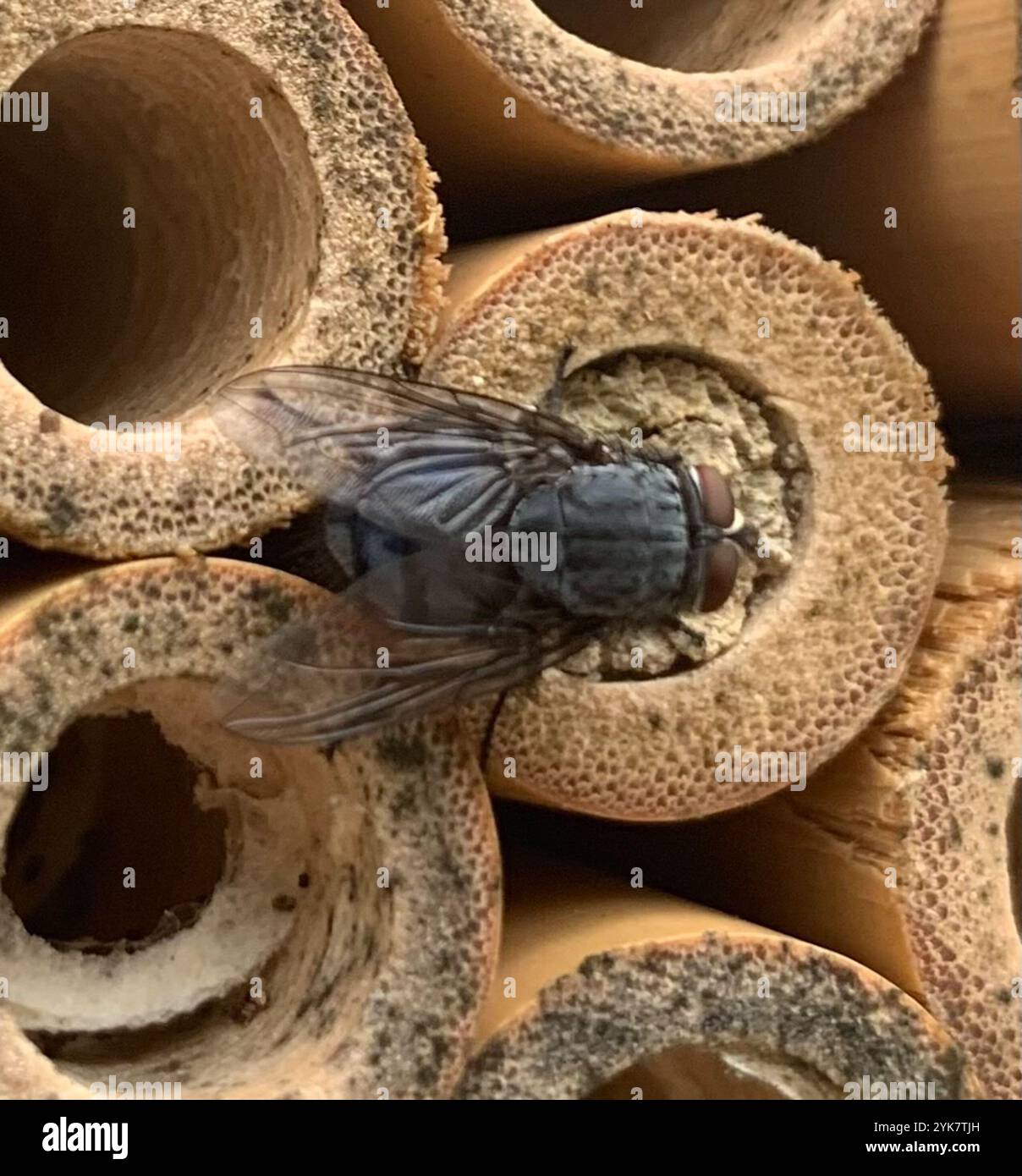 Bluebottle Flies (Calliphora Stock Photo - Alamy