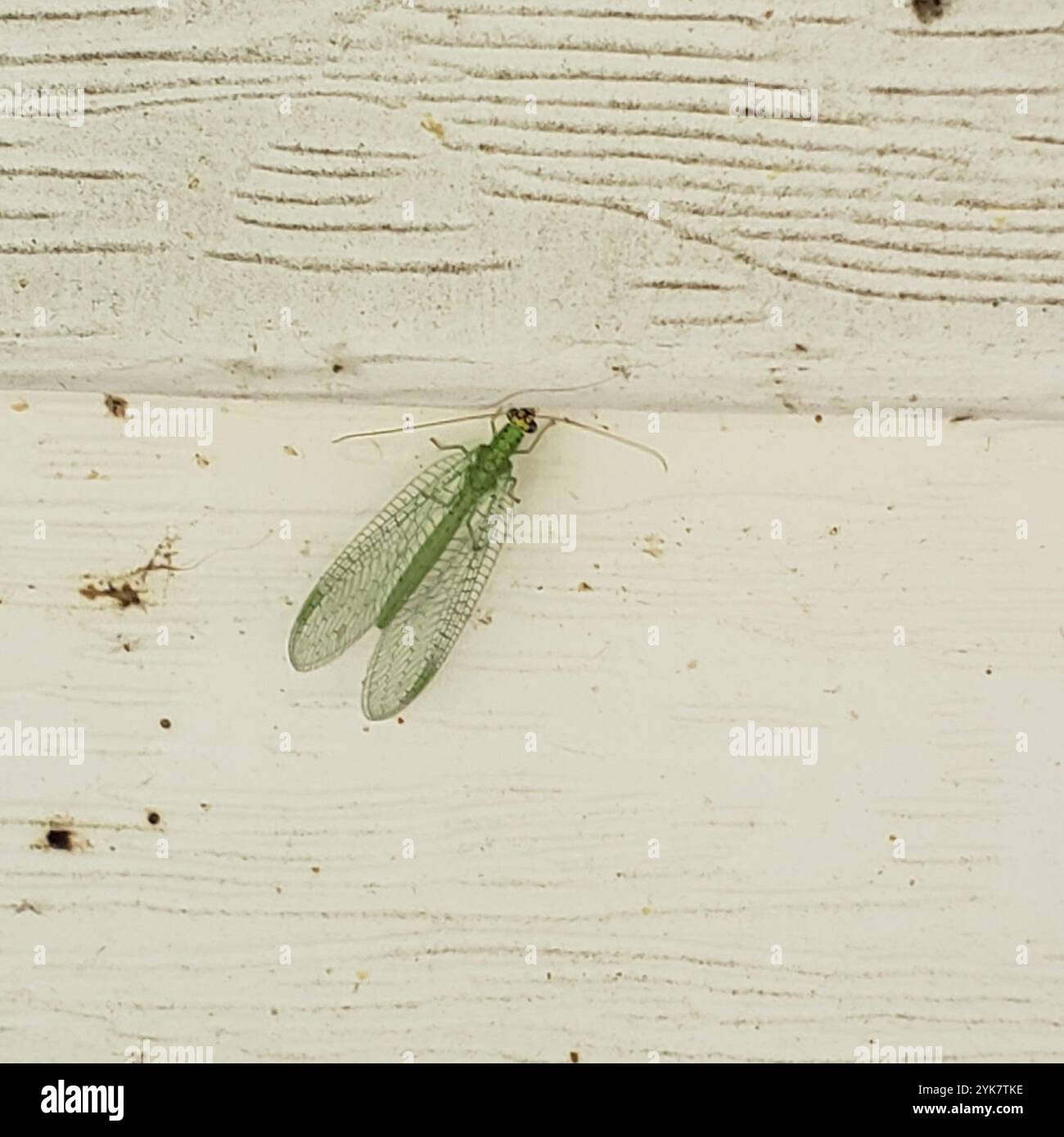 Golden-eyed lacewing (Chrysopa oculata Stock Photo - Alamy