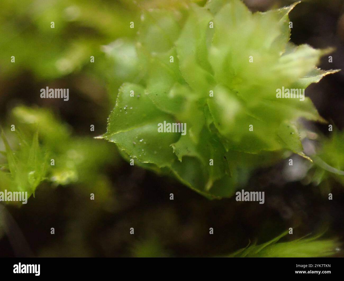 magnificent leafy moss (Plagiomnium venustum Stock Photo - Alamy