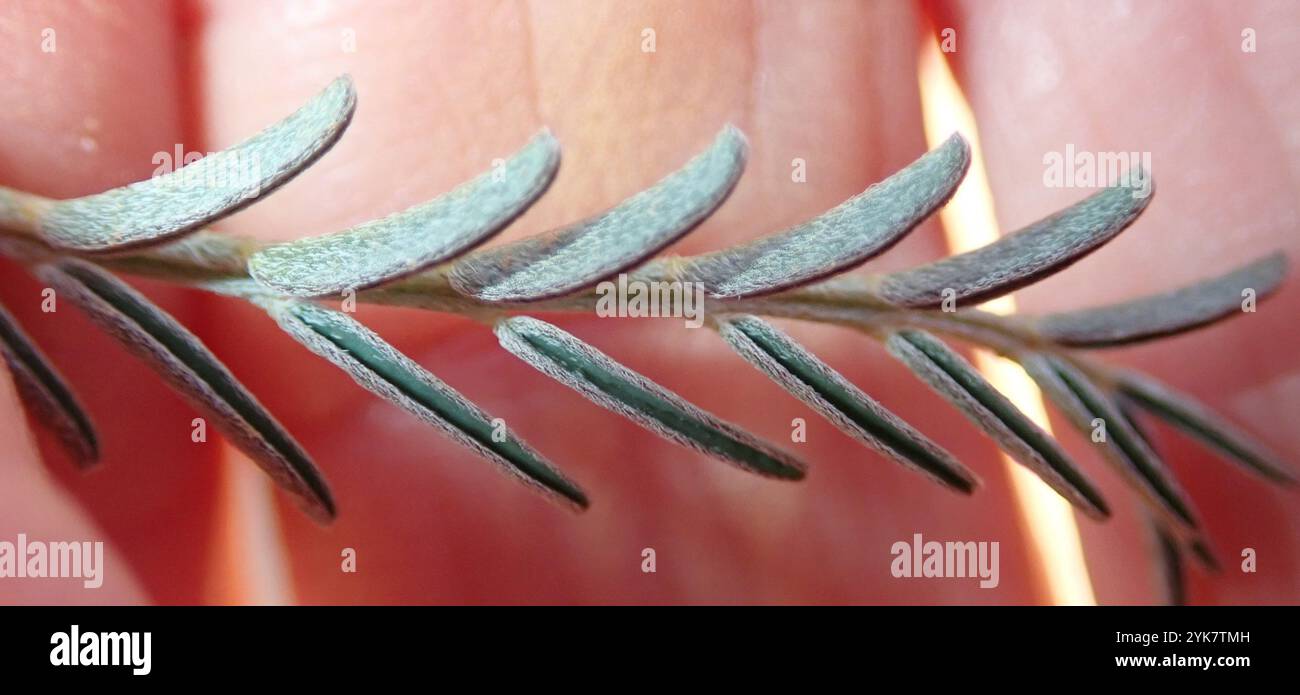 cancer bush (Lessertia frutescens Stock Photo - Alamy