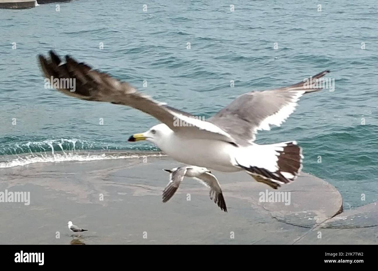 Black tailed gull larus hi-res stock photography and images - Alamy